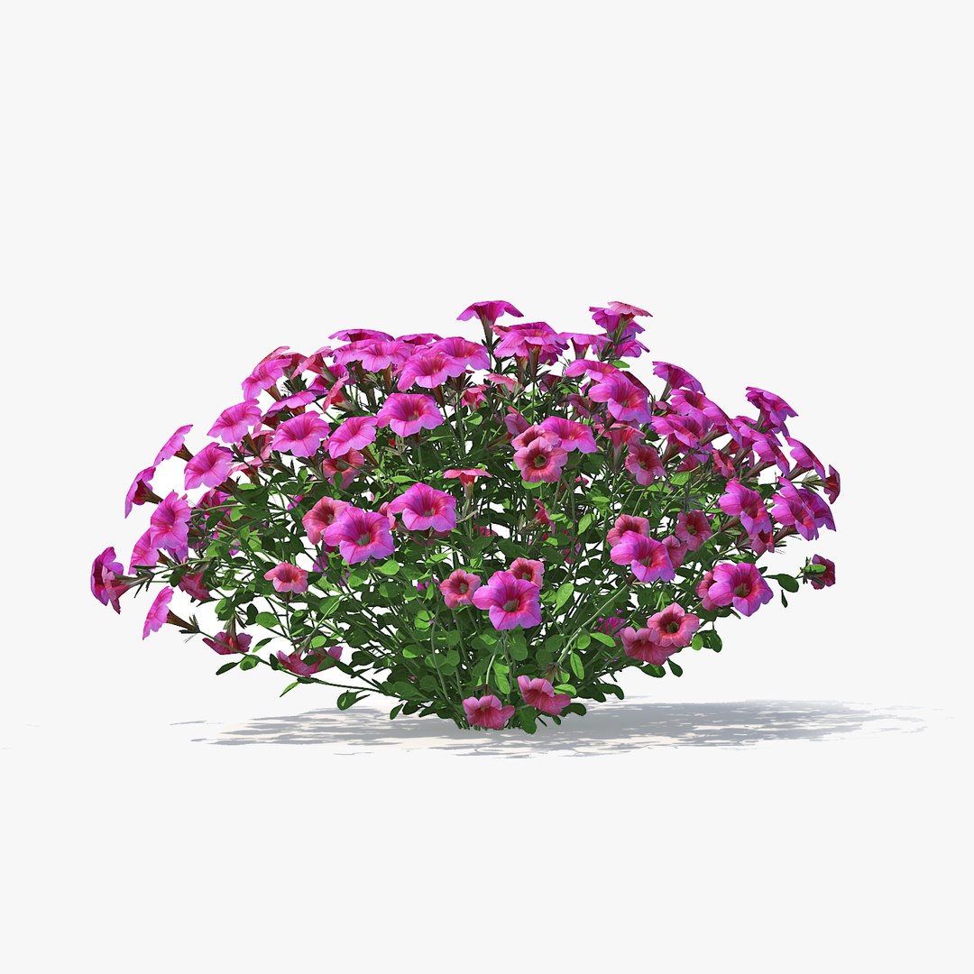Petunia Flowers Model - TurboSquid 1339578