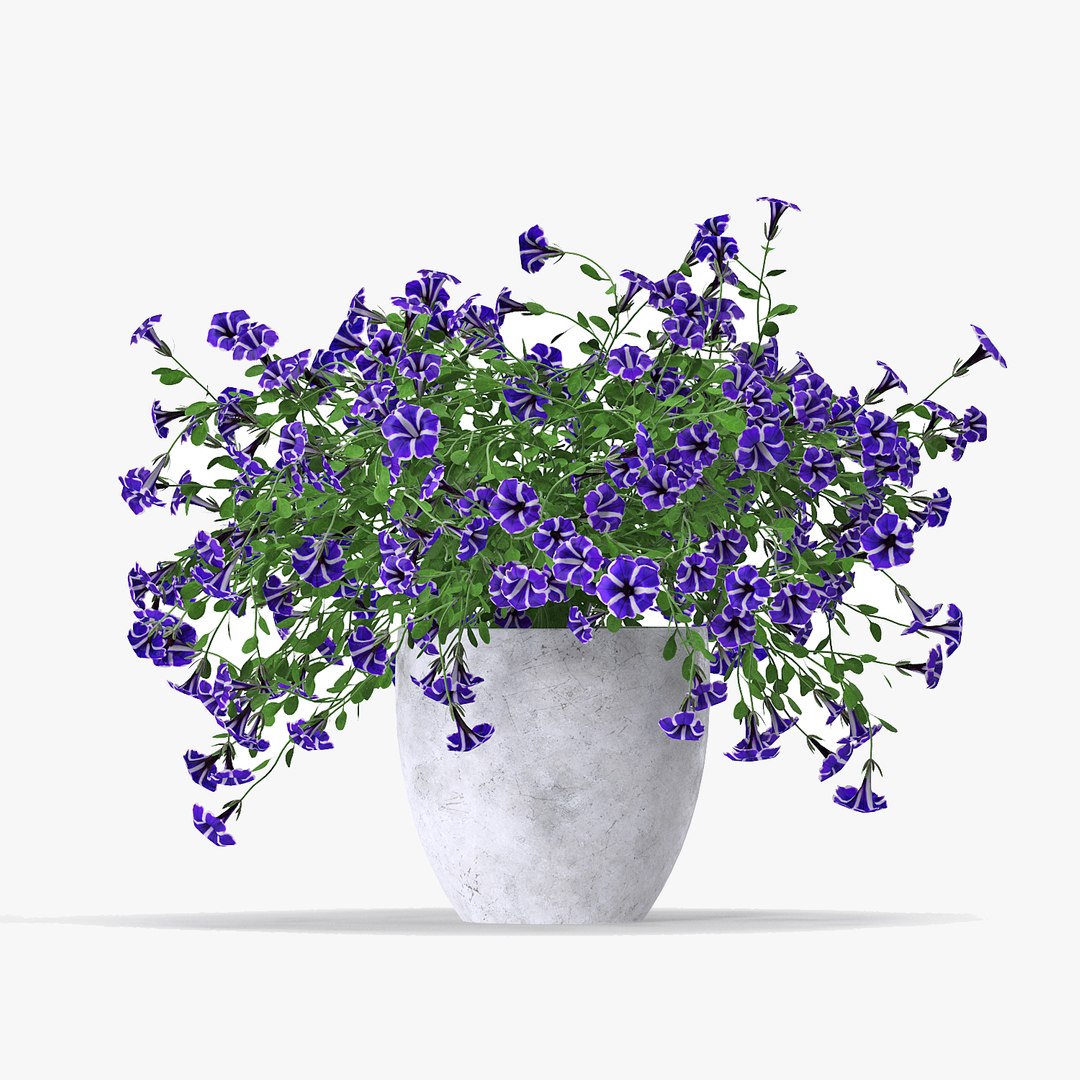 Petunia flowers model - TurboSquid 1339578
