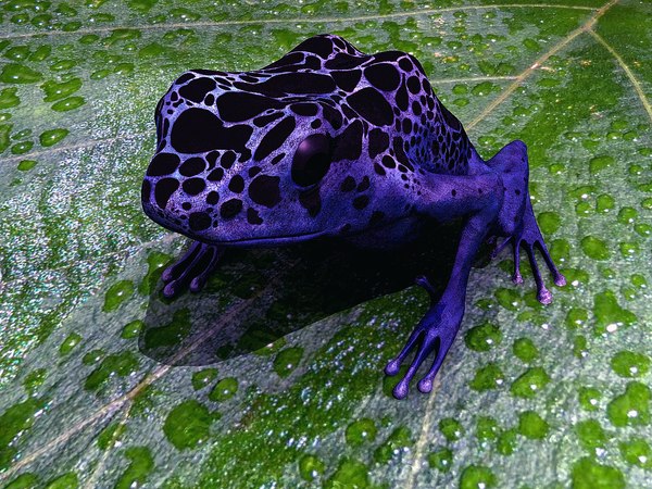blue poison dart frog lwo