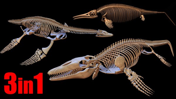 realistic bird skeleton 3d model
