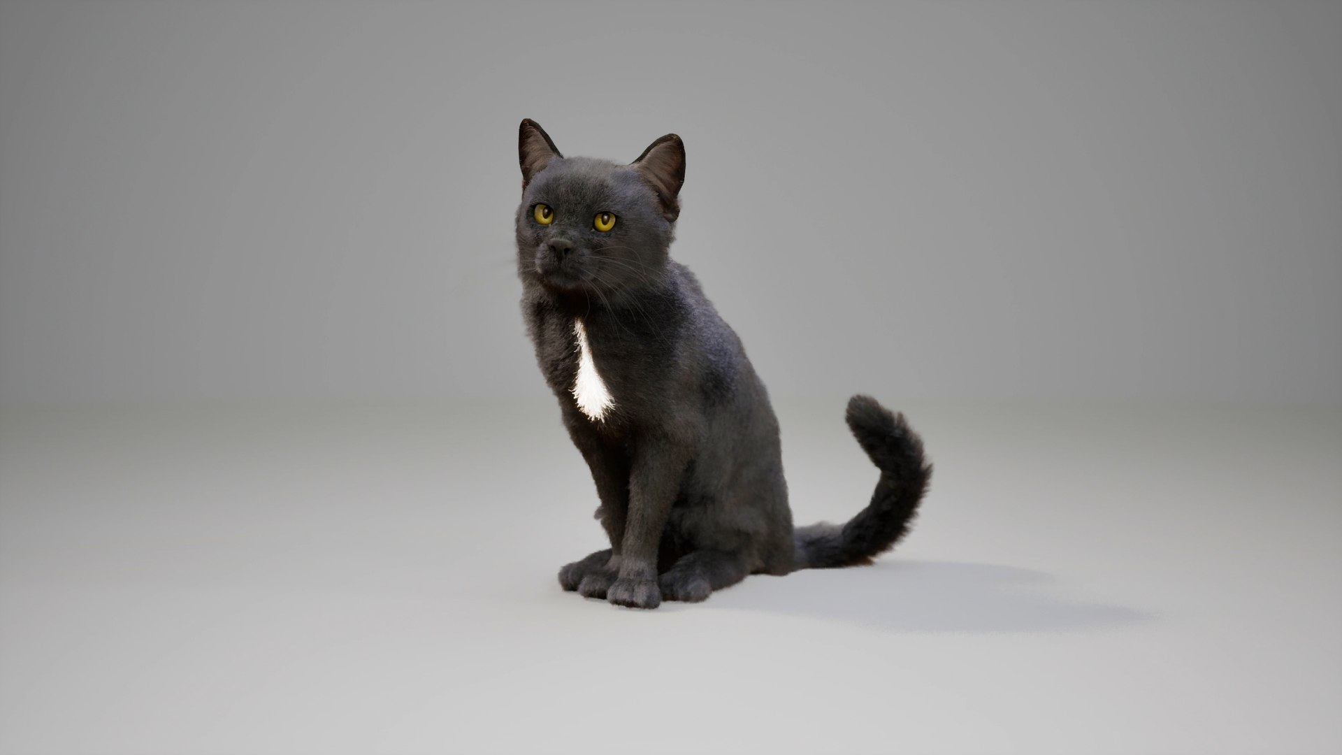Cats Animated UNREAL Project Plus Maya Base Rig 3D Model - TurboSquid ...