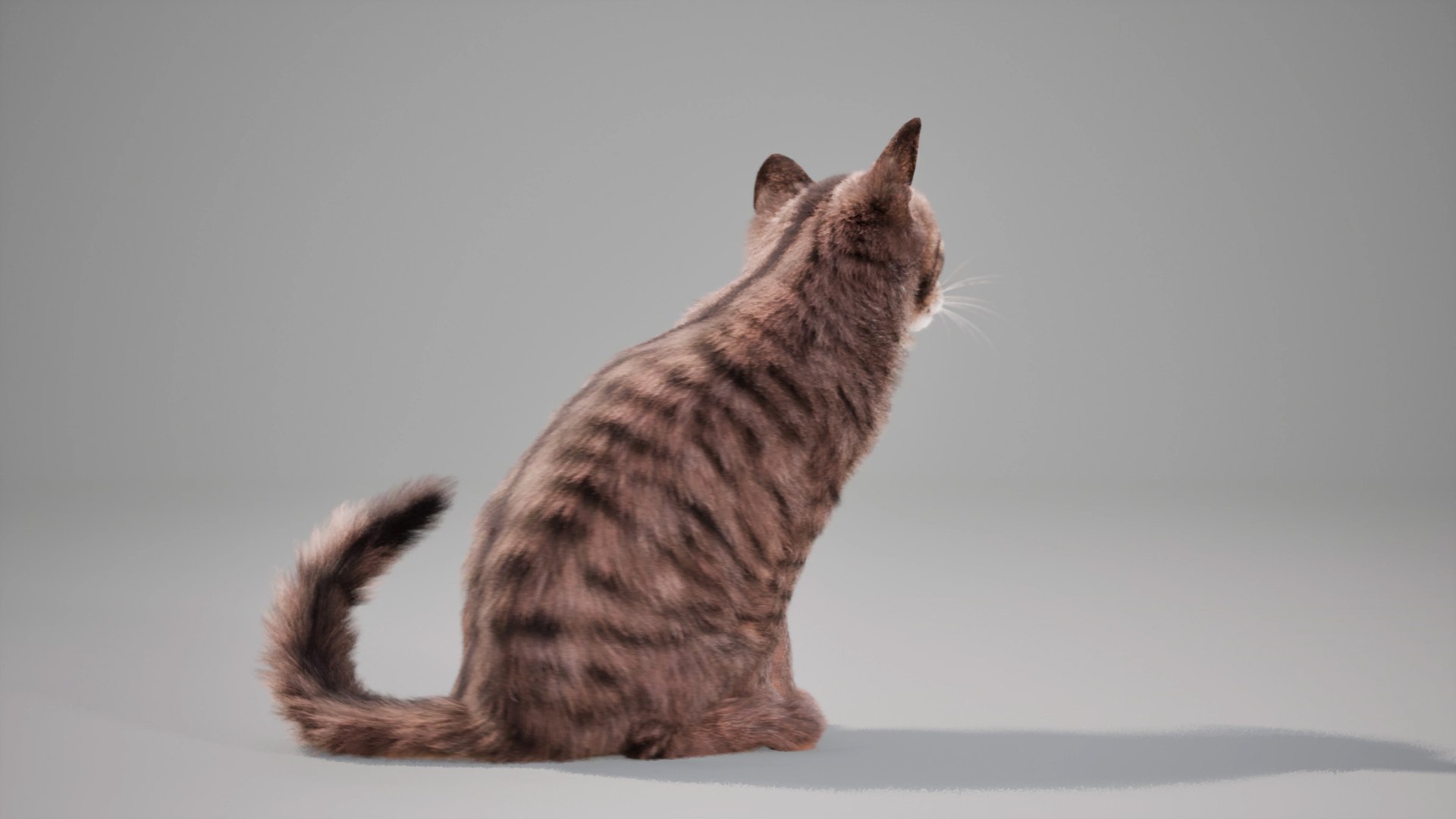 Cats Animated UNREAL Project Plus Maya Base Rig 3D Model - TurboSquid ...