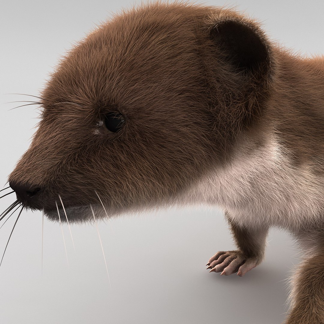3dsmax Weasel Pose 1 Fur