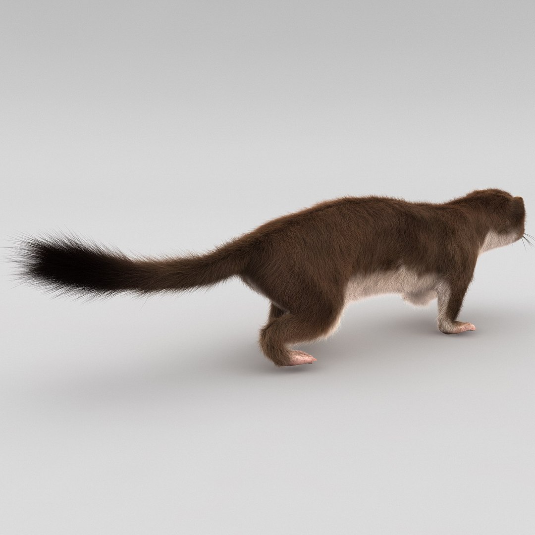 3dsmax Weasel Pose 1 Fur