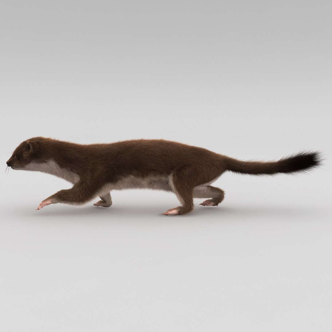 3dsmax weasel pose 1 fur