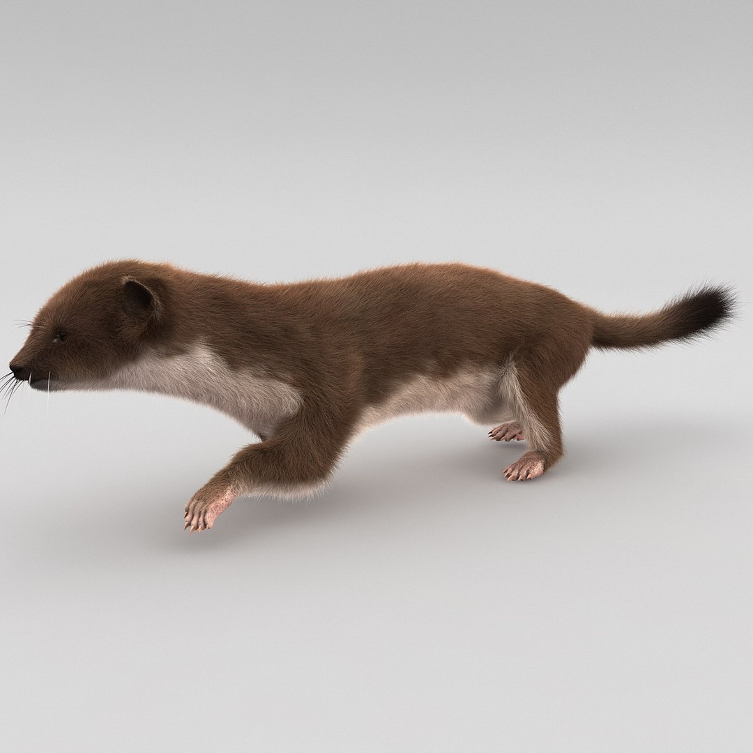 3dsmax Weasel Pose 1 Fur