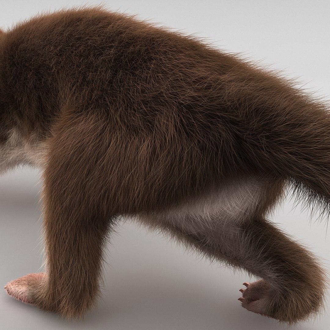 3dsmax Weasel Pose 1 Fur