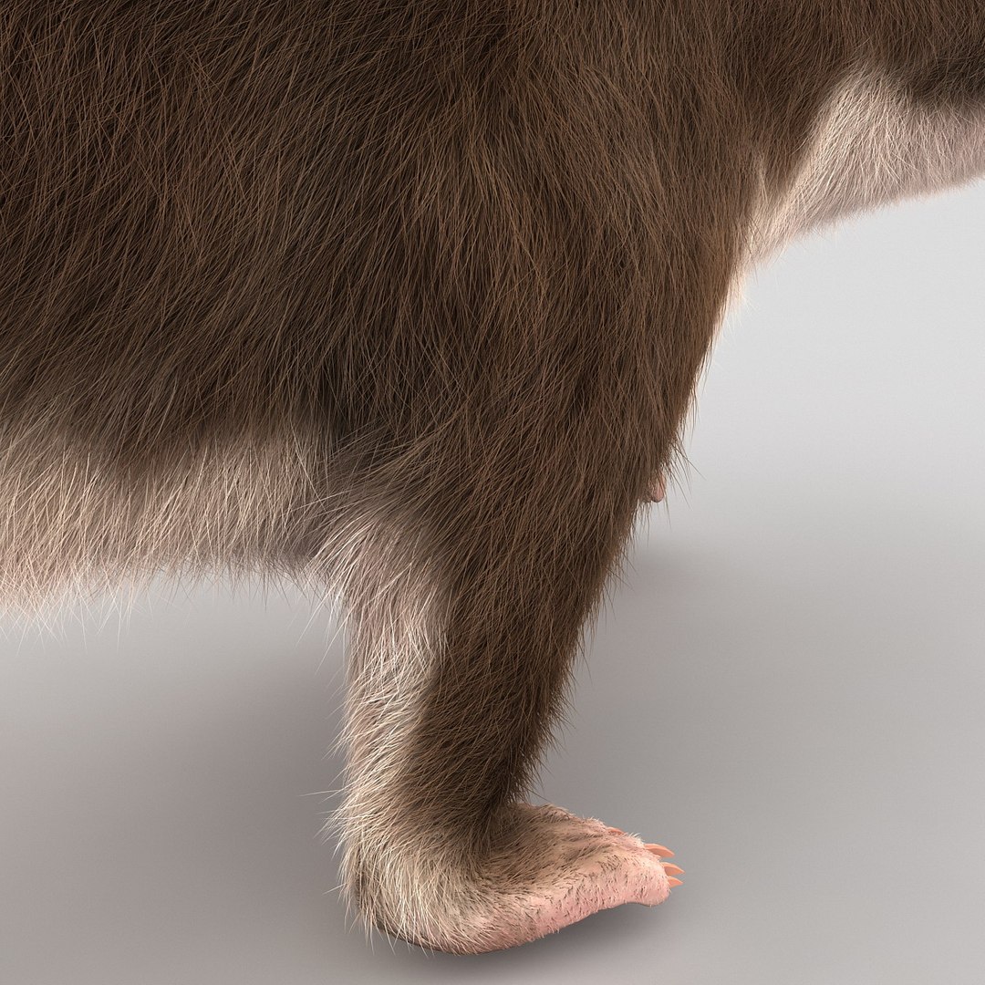 3dsmax Weasel Pose 1 Fur
