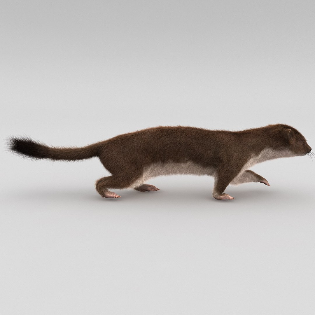 3dsmax Weasel Pose 1 Fur