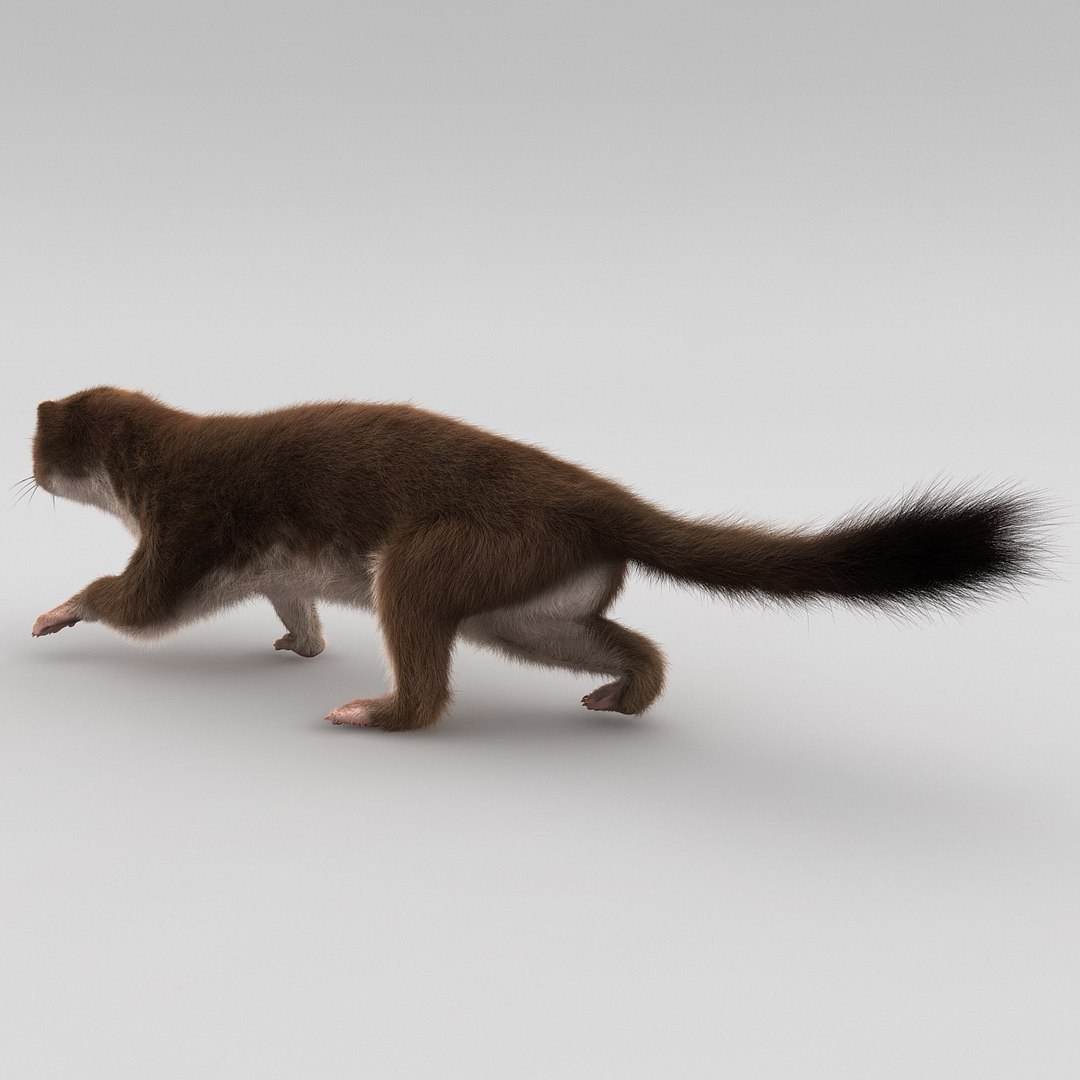 3dsmax Weasel Pose 1 Fur