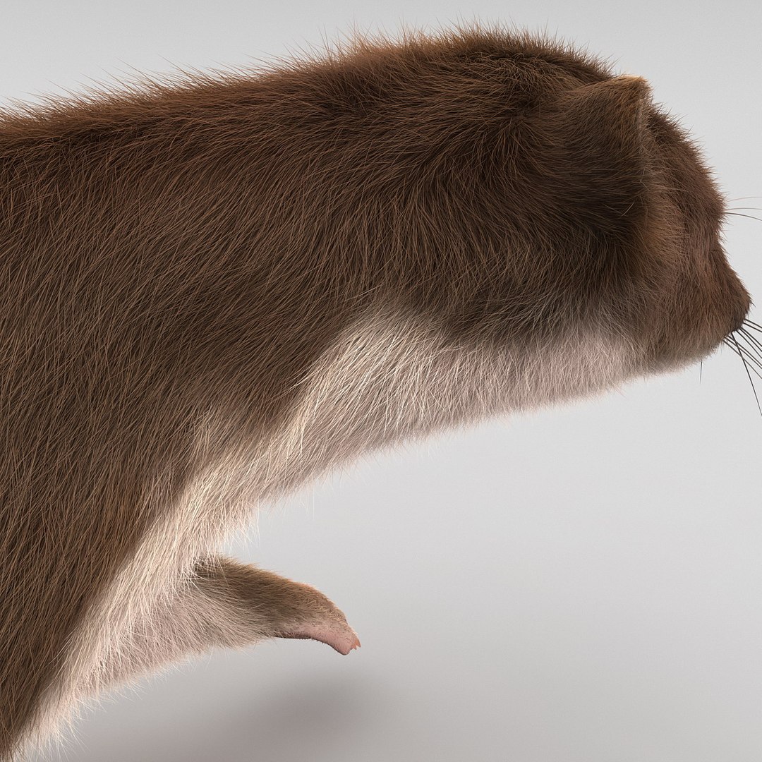 3dsmax Weasel Pose 1 Fur