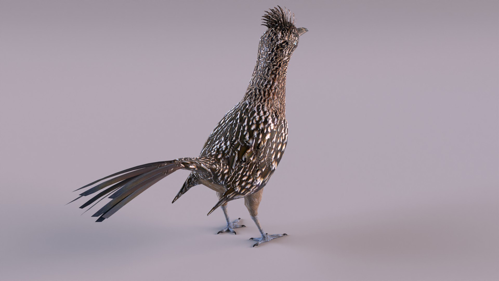 Roadrunner 3D Model - TurboSquid 2064863
