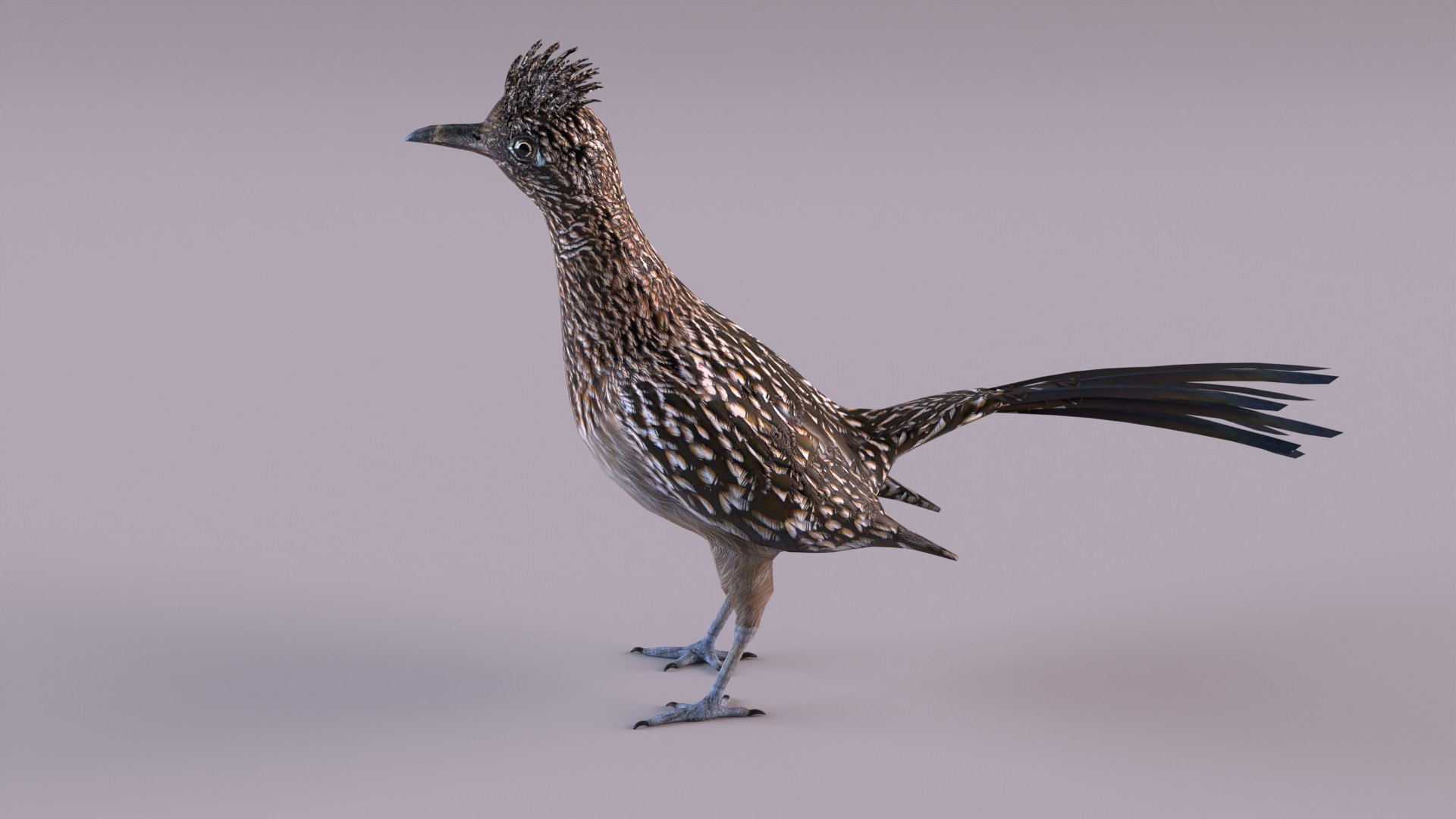 Roadrunner 3D Model - TurboSquid 2064863