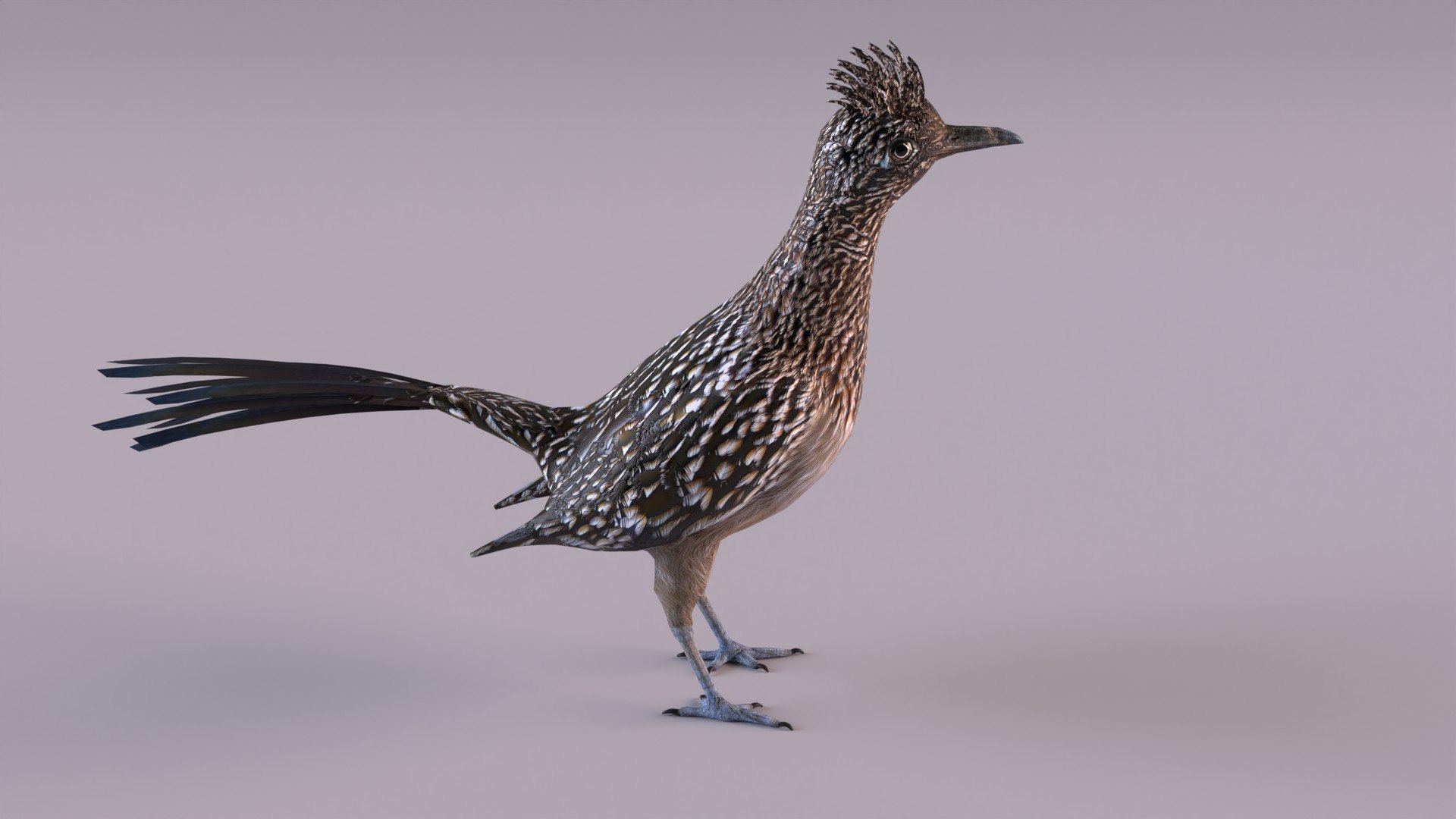 Roadrunner 3D Model - TurboSquid 2064863