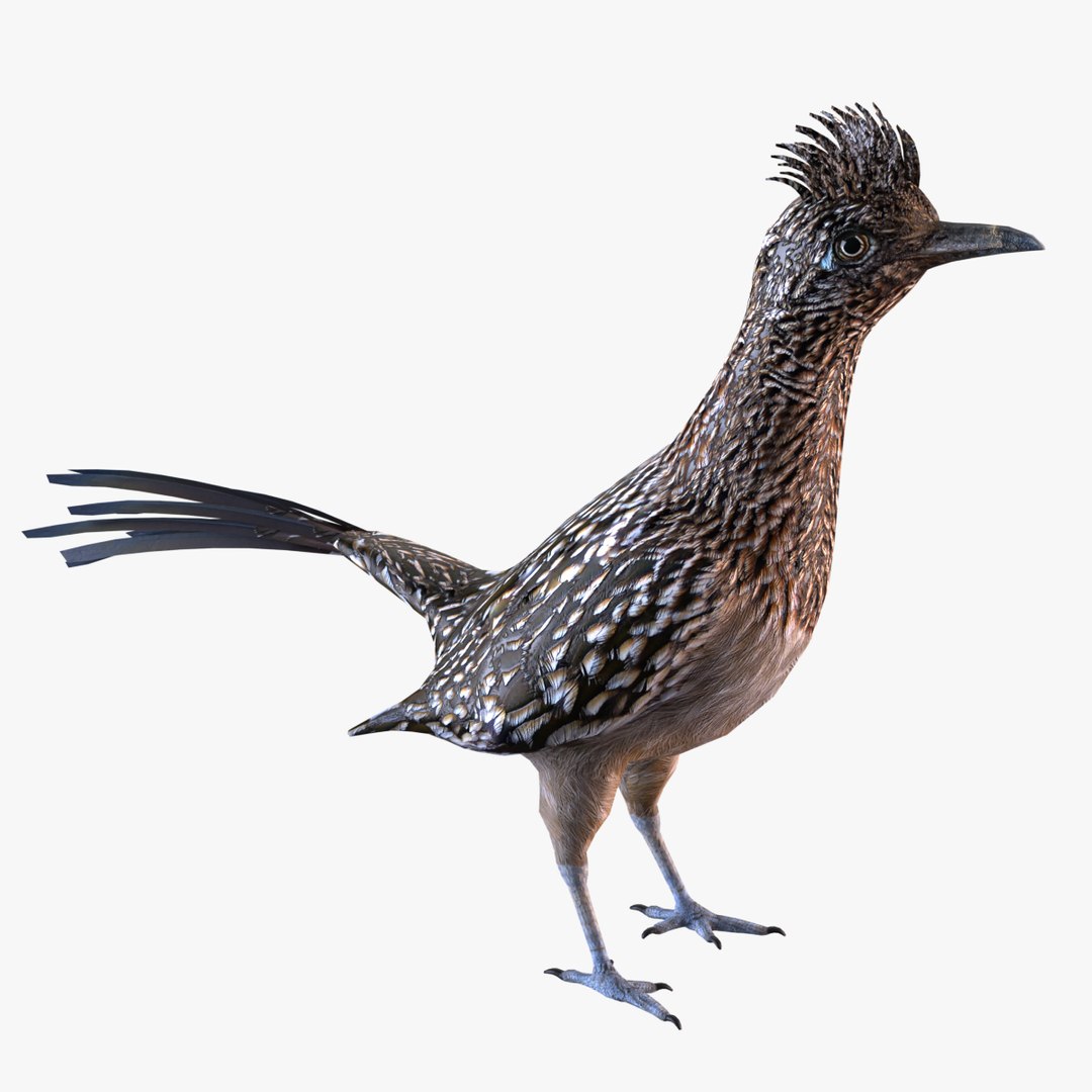 Roadrunner 3D model - TurboSquid 2064863
