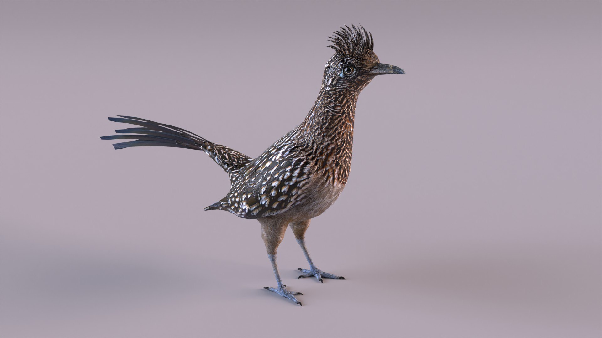 Roadrunner 3D Model - TurboSquid 2064863