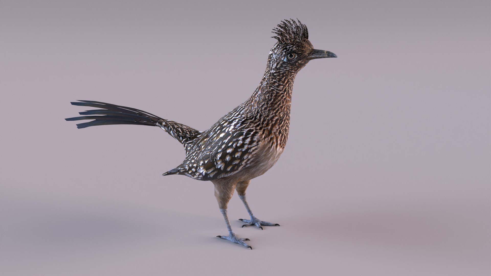 Roadrunner 3D Model - TurboSquid 2064863