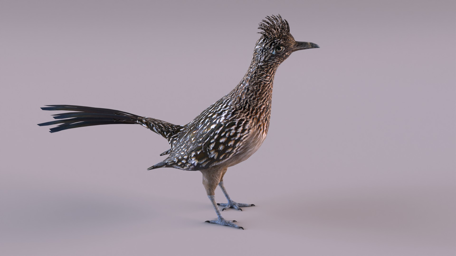 Roadrunner 3D Model - TurboSquid 2064863