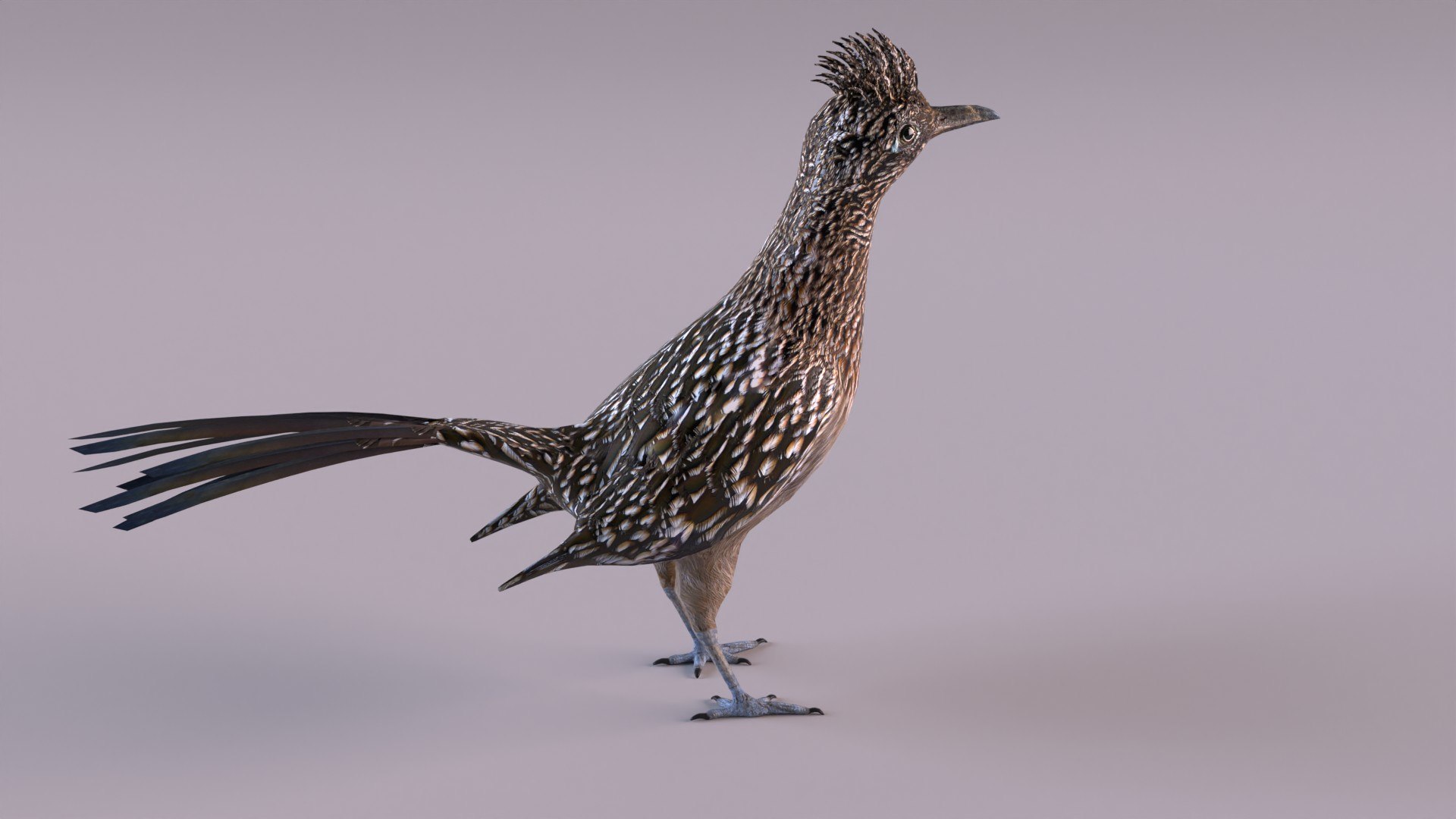 Roadrunner 3D Model - TurboSquid 2064863