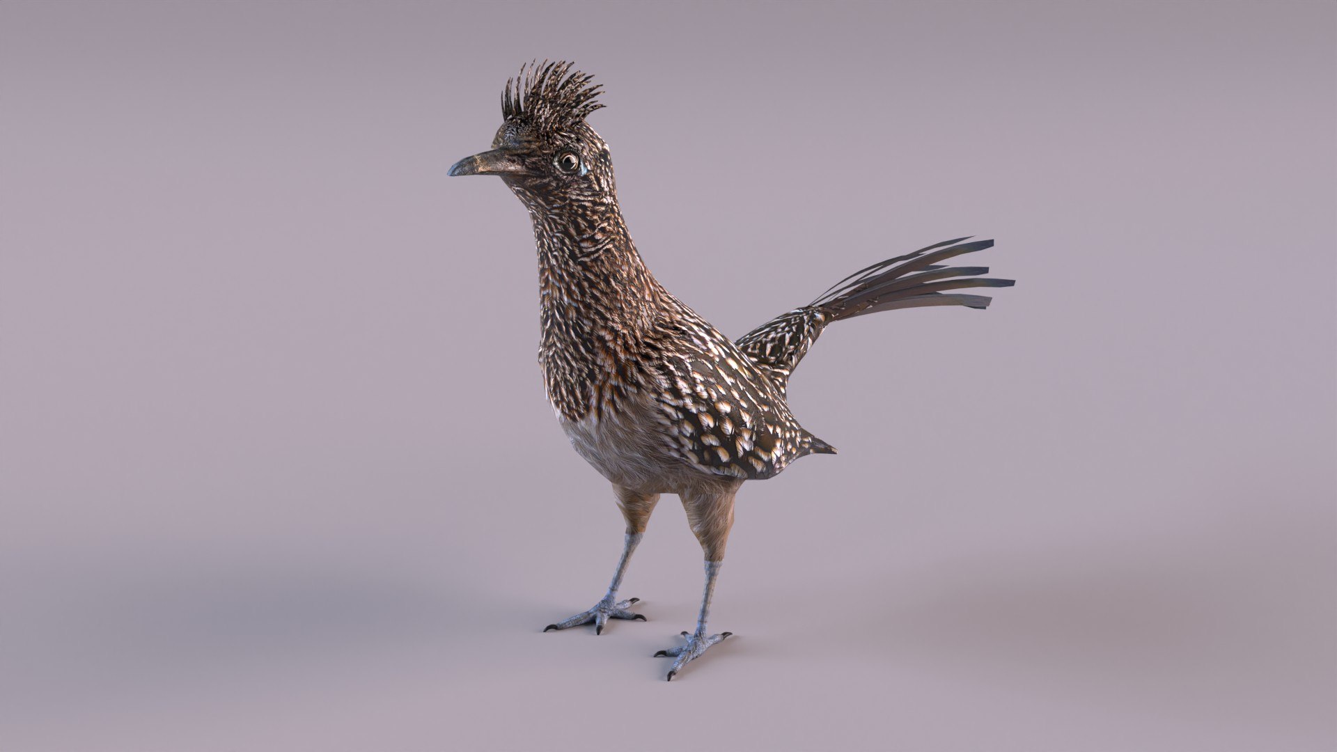 Roadrunner 3D Model - TurboSquid 2064863