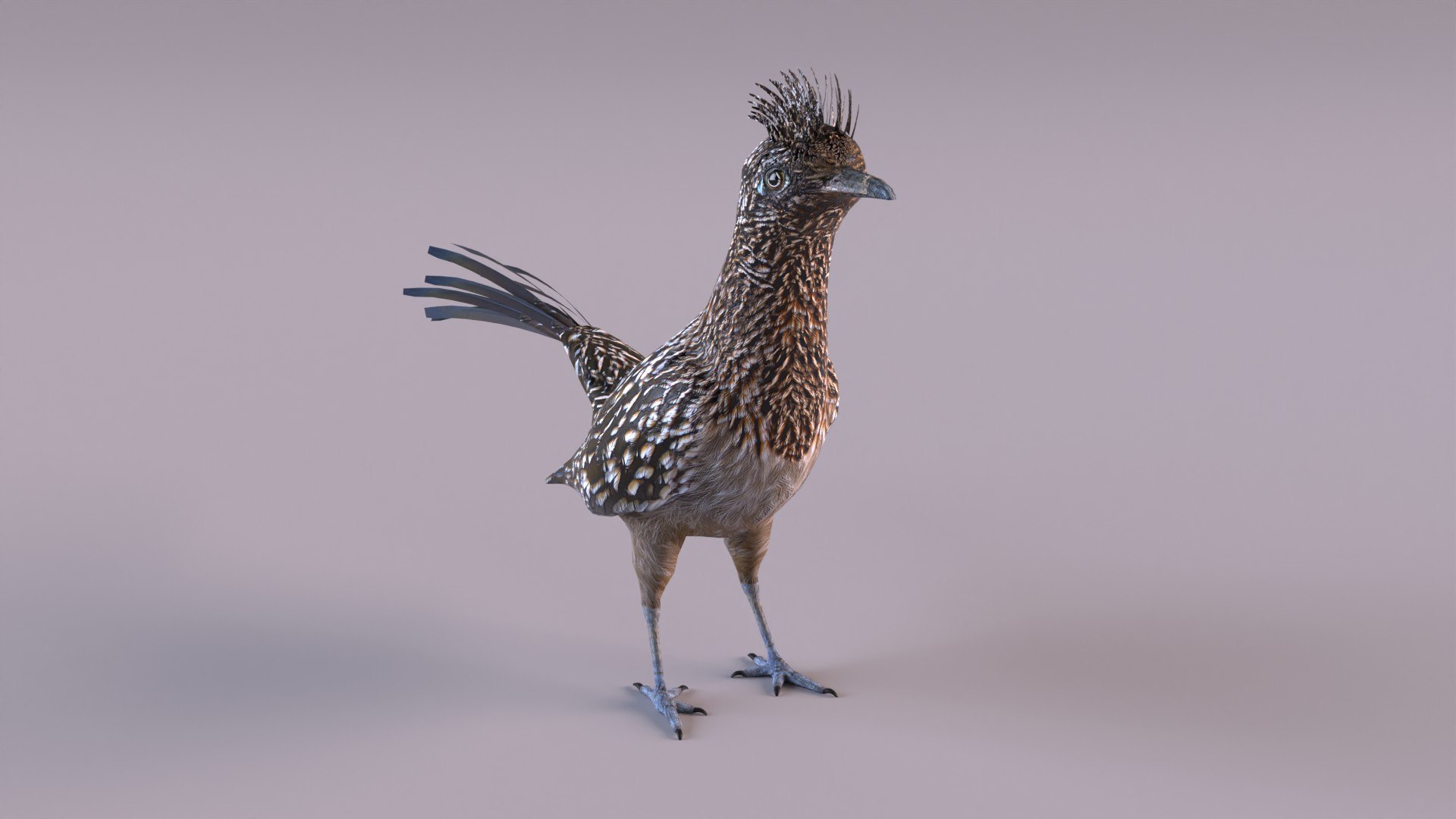 Roadrunner 3D Model - TurboSquid 2064863