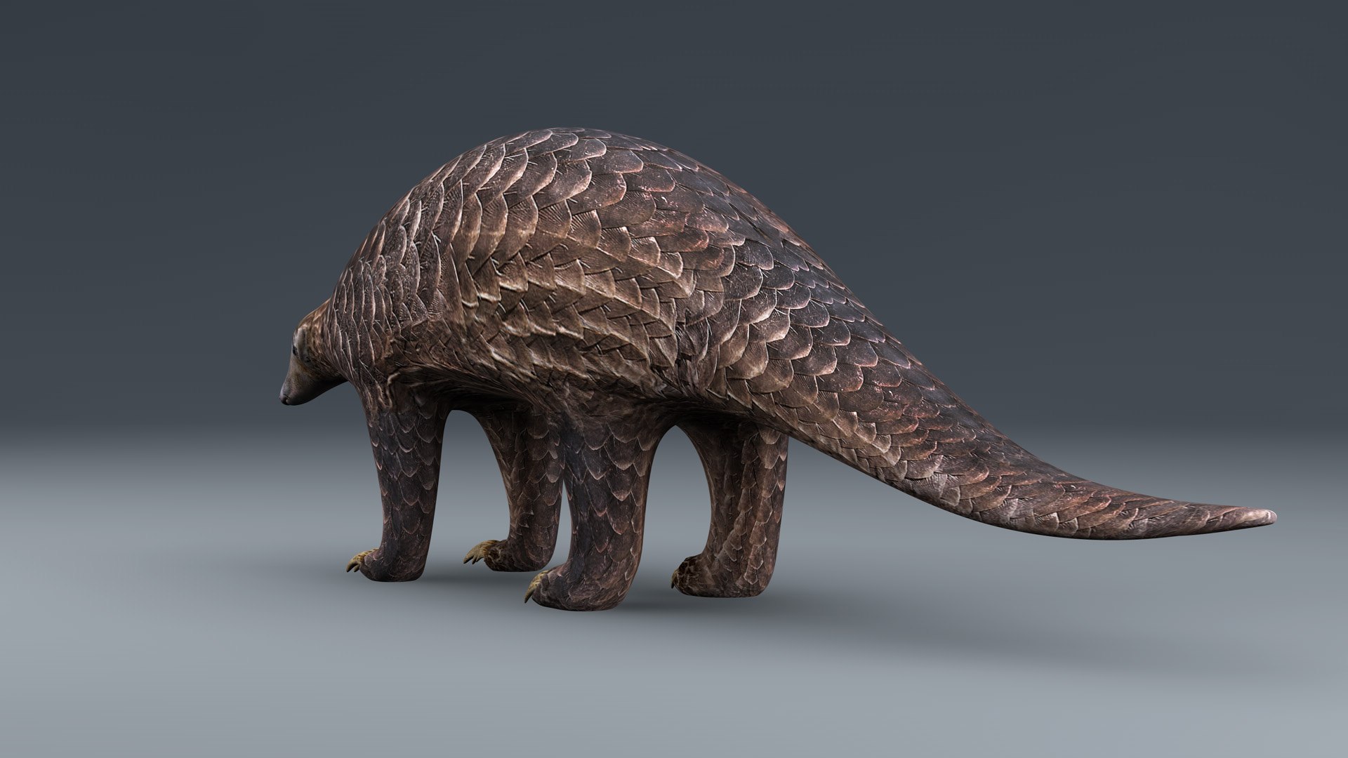 Pangolin Beast Mammal 3D Model - TurboSquid 1623346