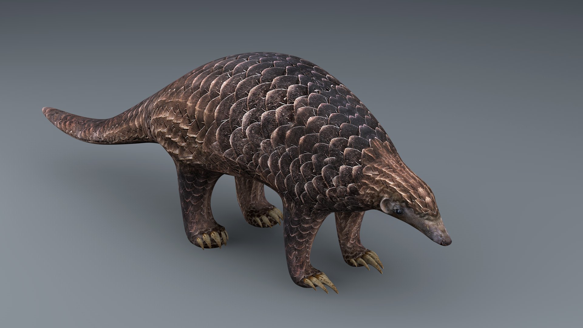 Pangolin Beast Mammal 3D Model - TurboSquid 1623346
