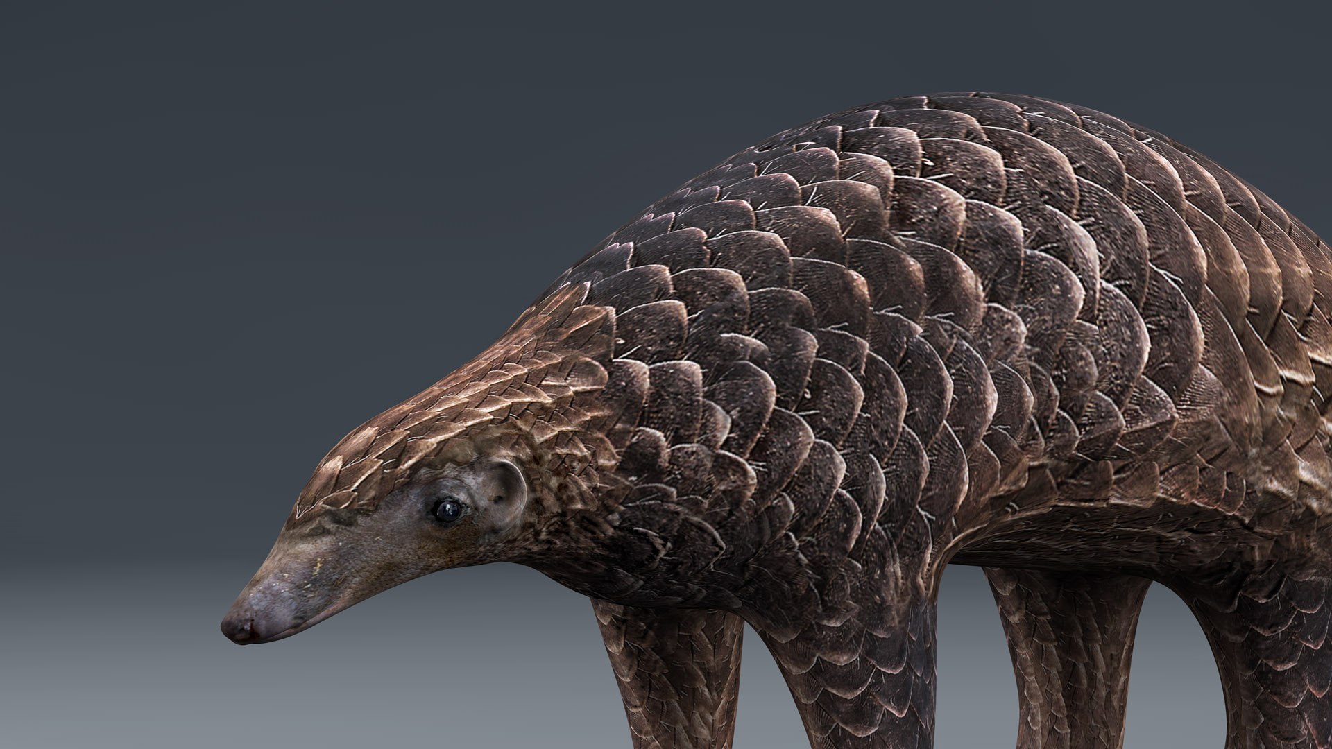 Pangolin Beast Mammal 3D Model - TurboSquid 1623346