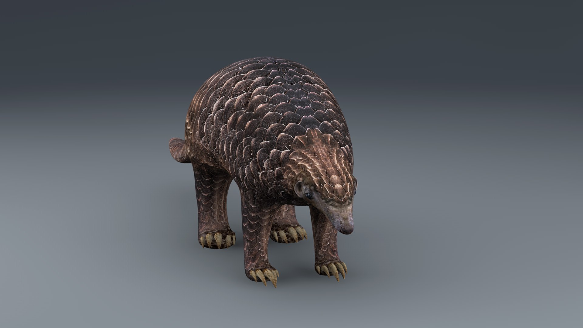 Pangolin Beast Mammal 3D Model - TurboSquid 1623346