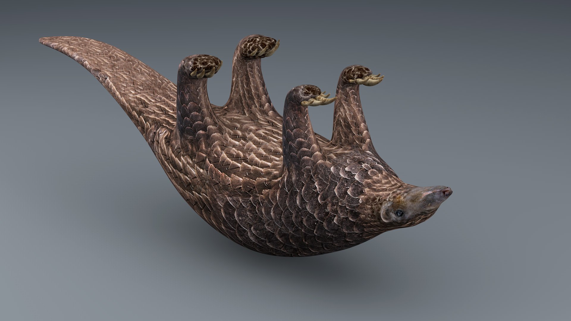 Pangolin Beast Mammal 3D Model - TurboSquid 1623346