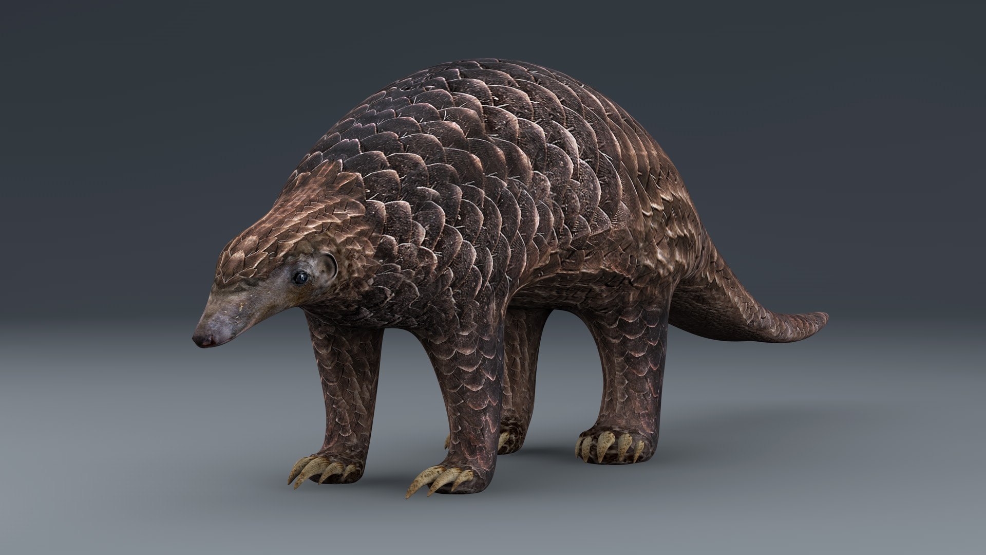 modelo 3d Pangolin Nuevo - TurboSquid 1623346