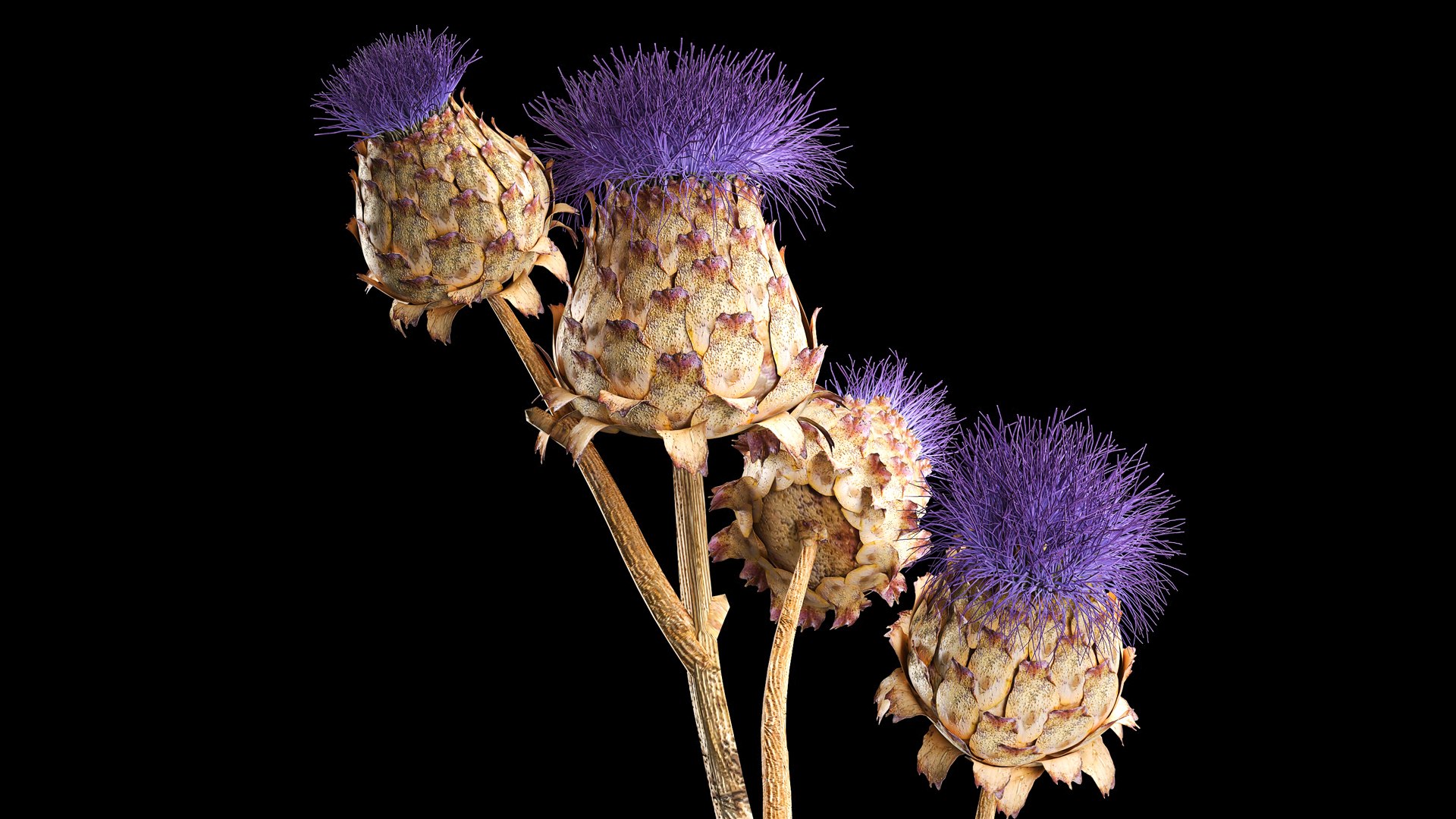 3D Model Beautiful Bouquet Of Thistle Dried Flowers In A Glass Vase 290 ...