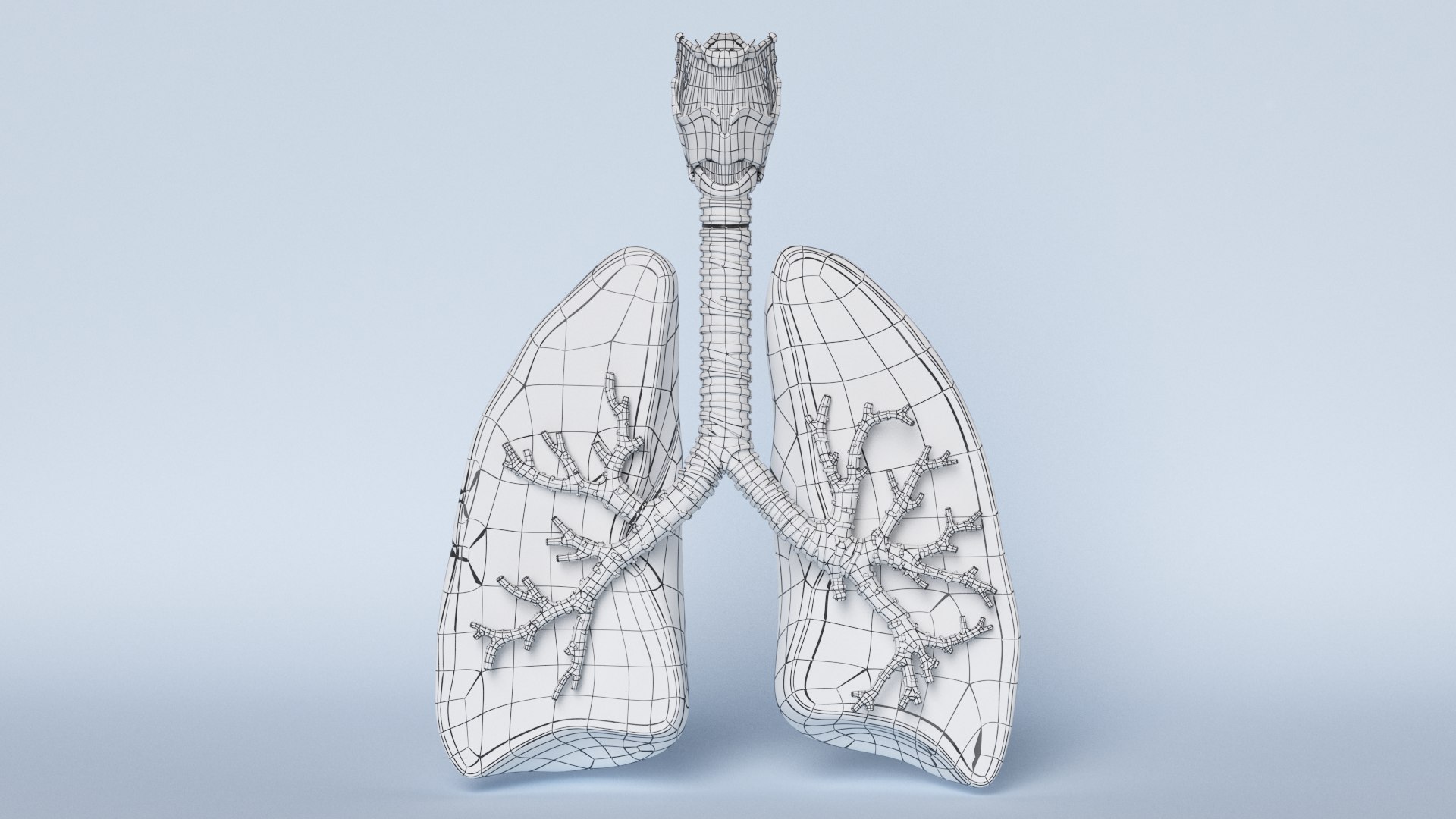 3D Lungs Trachea Larynx - TurboSquid 1579296