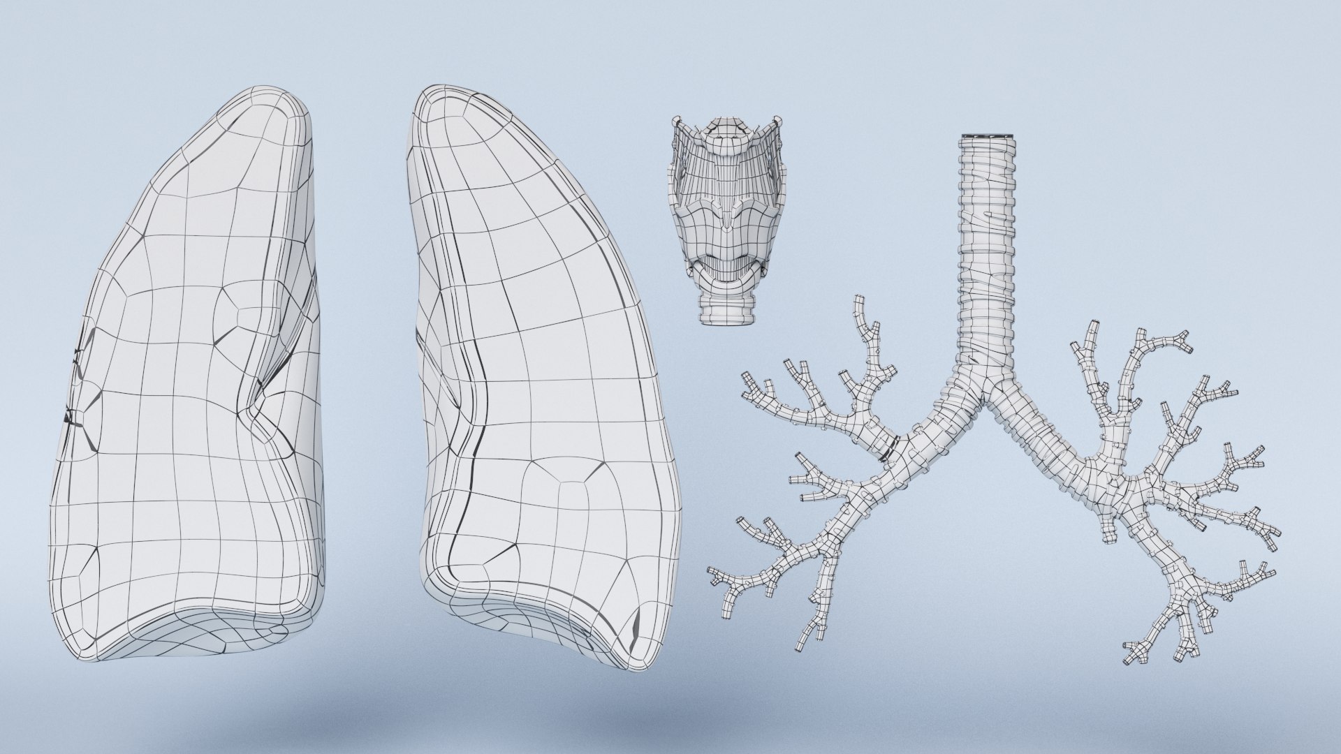 3D Lungs Trachea Larynx - TurboSquid 1579296