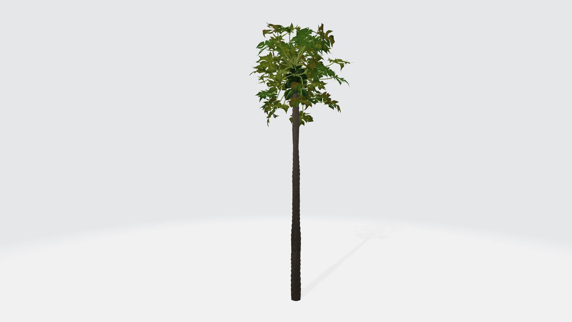 Papaya Tree 3D Model - TurboSquid 1955977