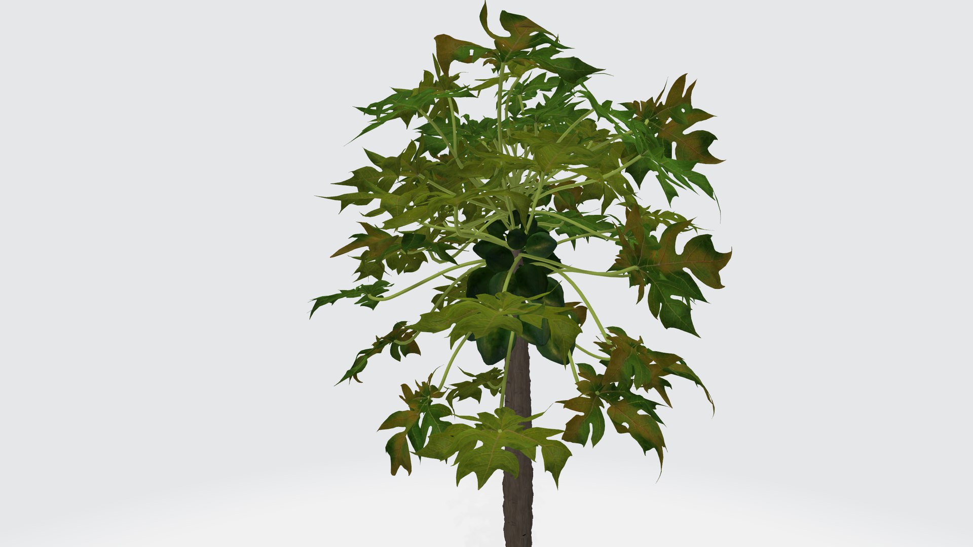 Papaya Tree 3D Model - TurboSquid 1955977