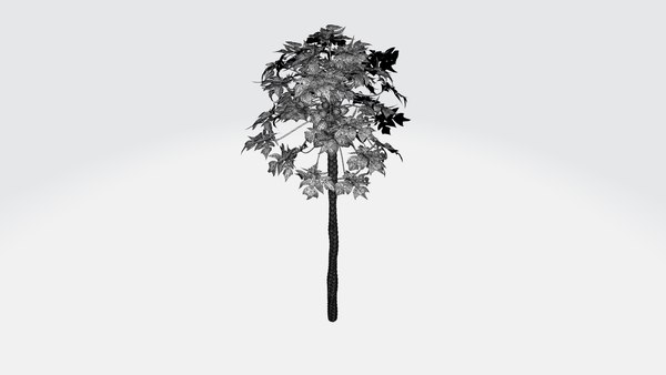 Papaya tree 3D model - TurboSquid 1955977