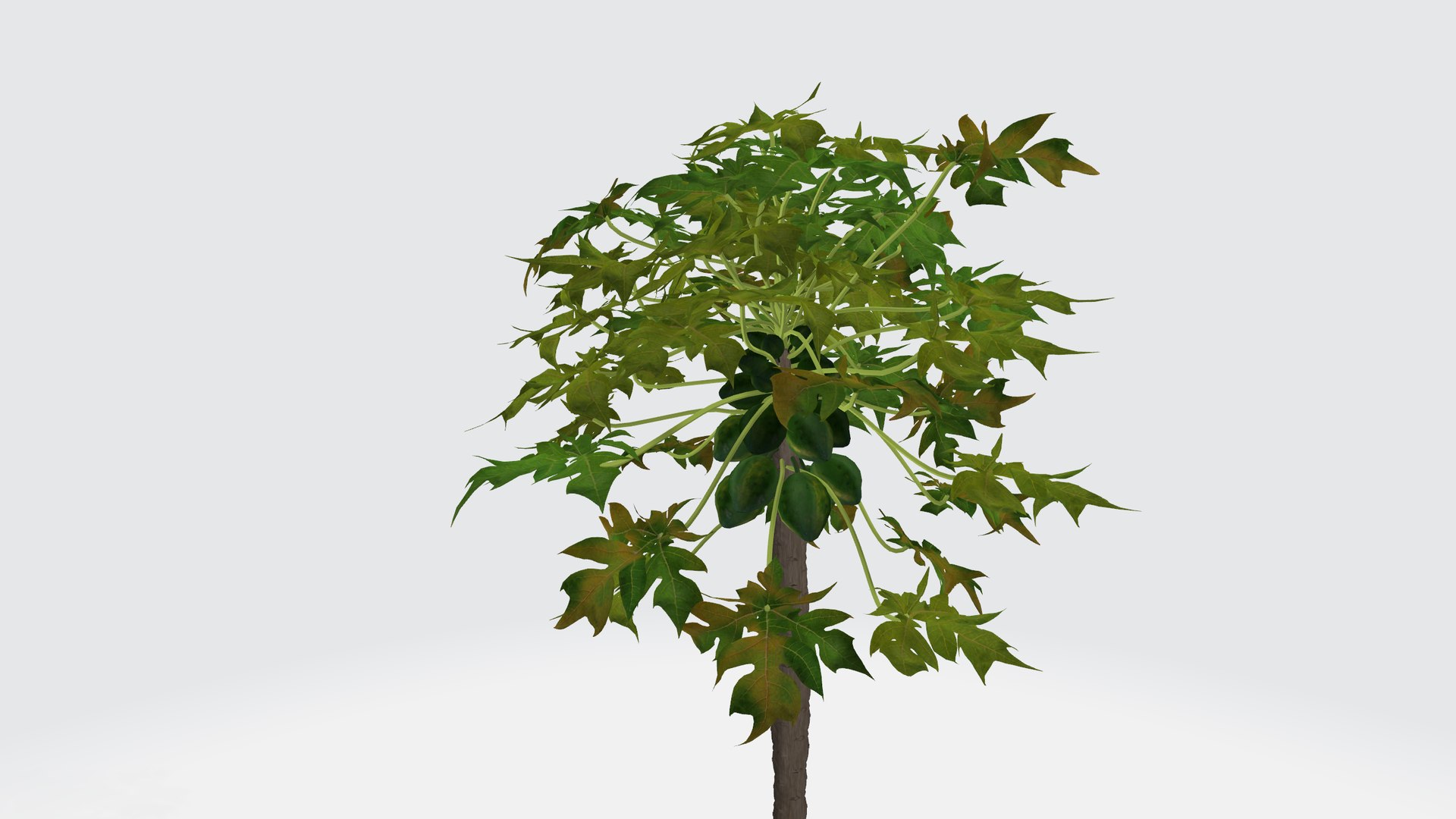 Papaya Tree 3D Model - TurboSquid 1955977