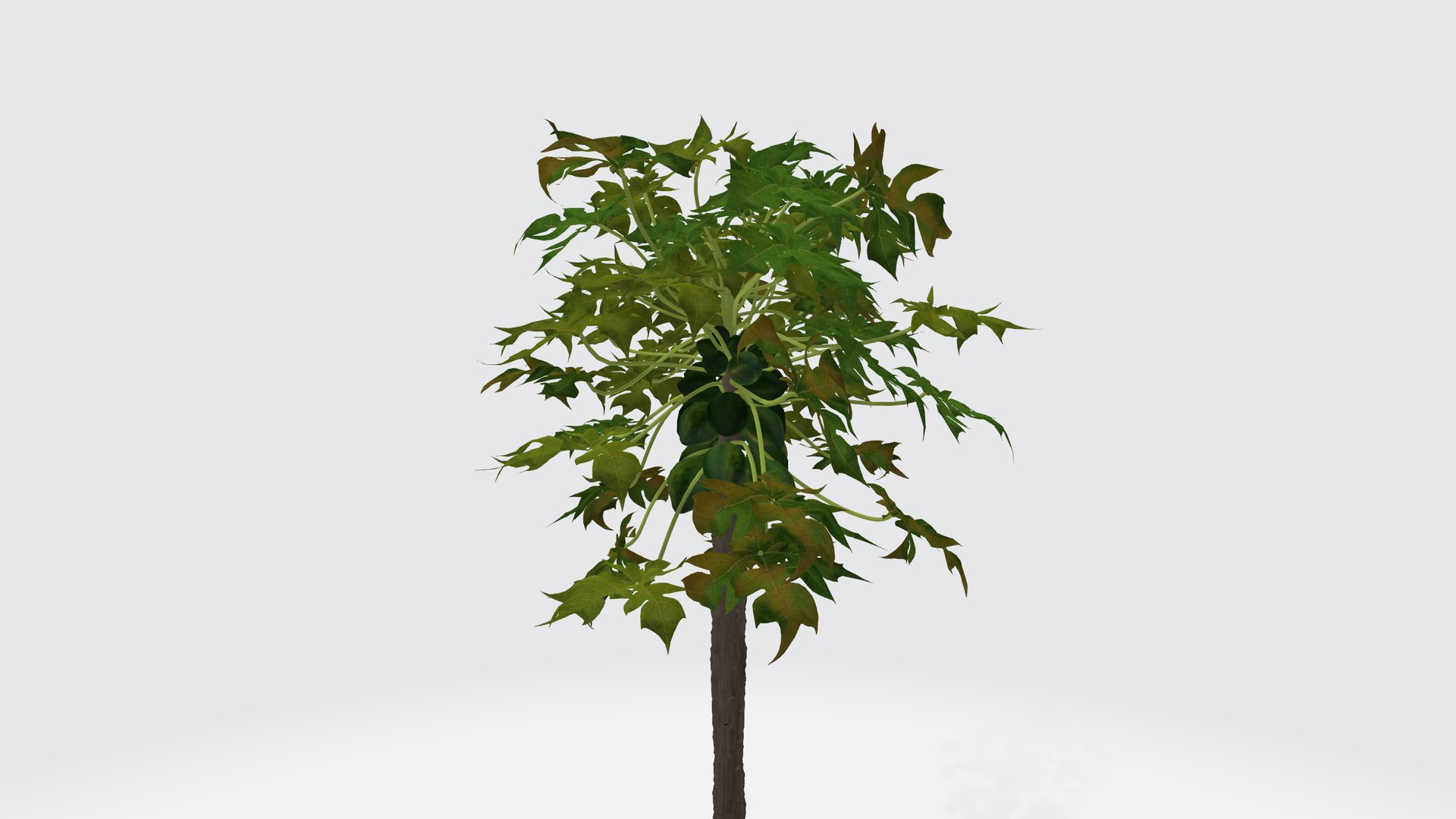 Papaya Tree 3D Model - TurboSquid 1955977