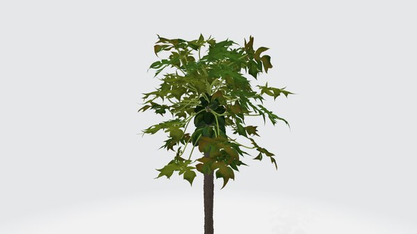 Papaya tree 3D model - TurboSquid 1955977