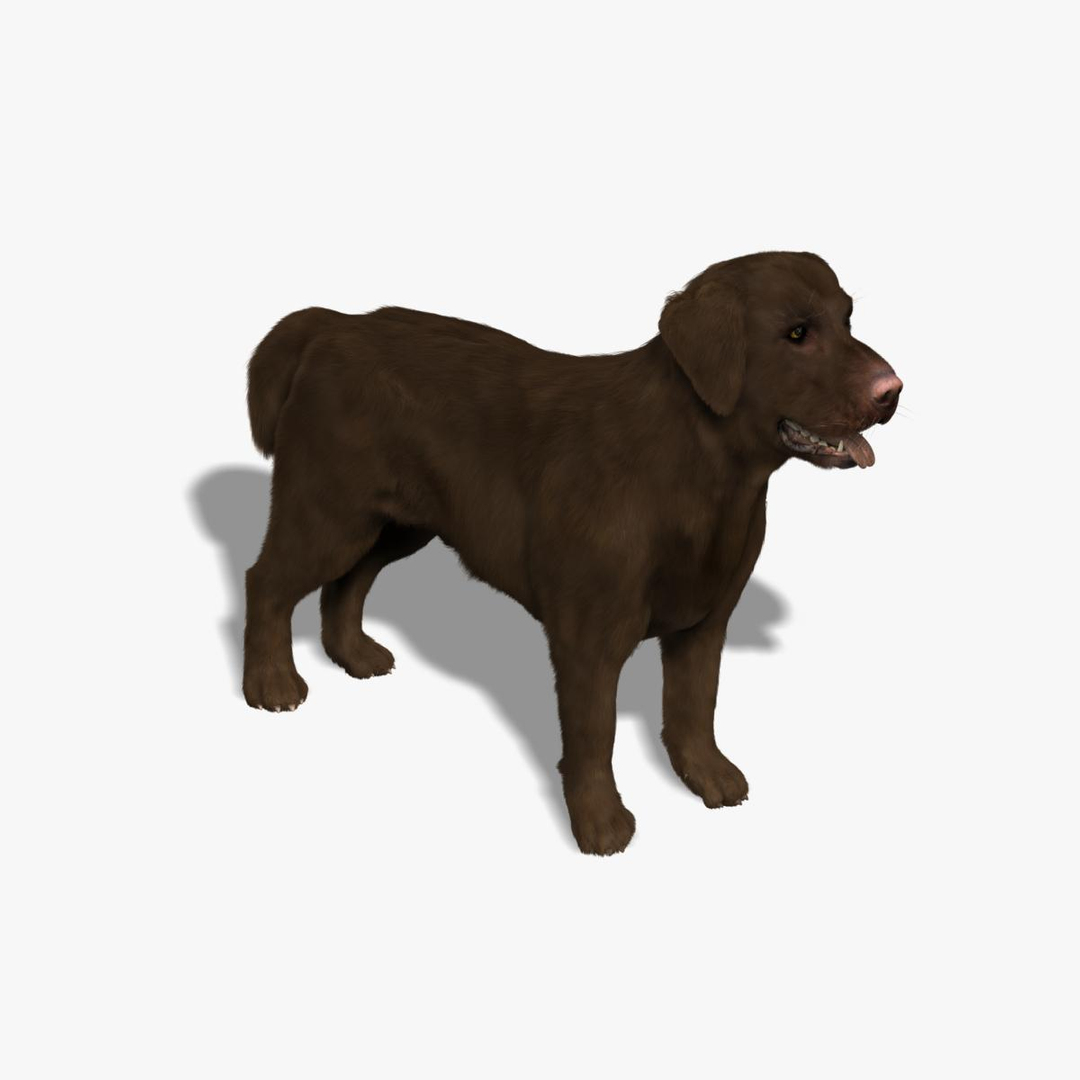 labrador chocolate - fur 3d model