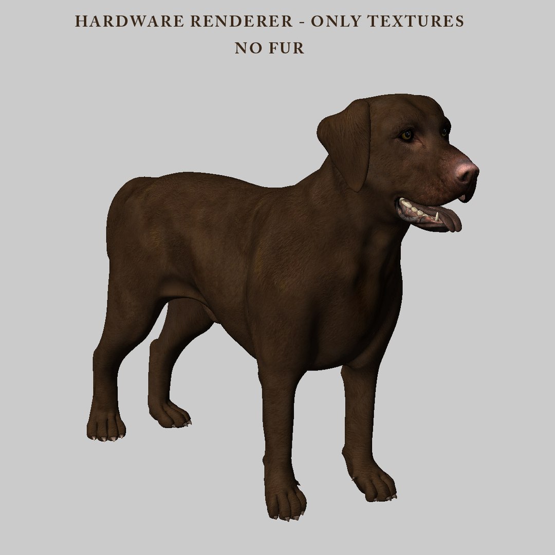 labrador chocolate - fur 3d model