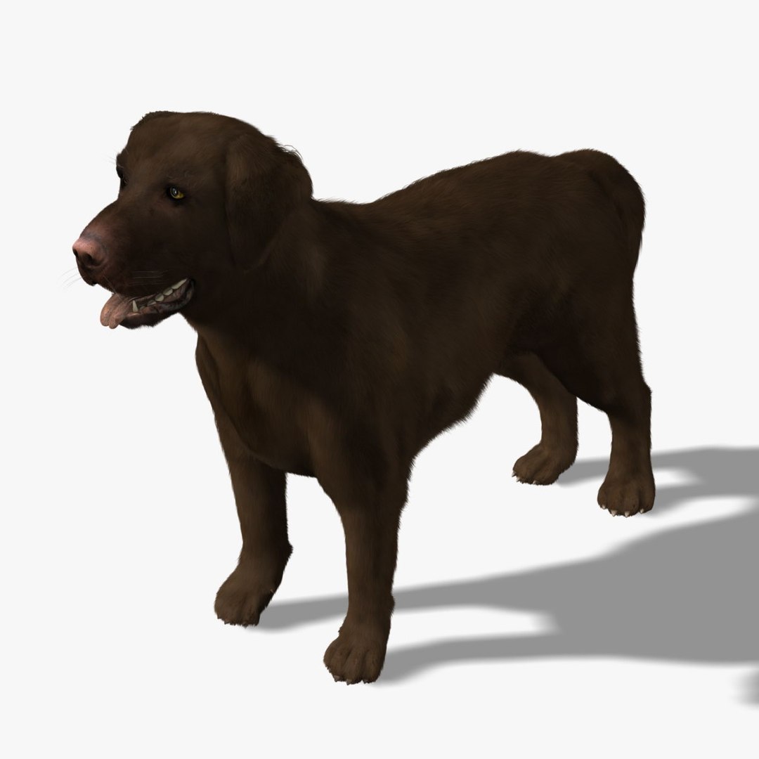 labrador chocolate - fur 3d model