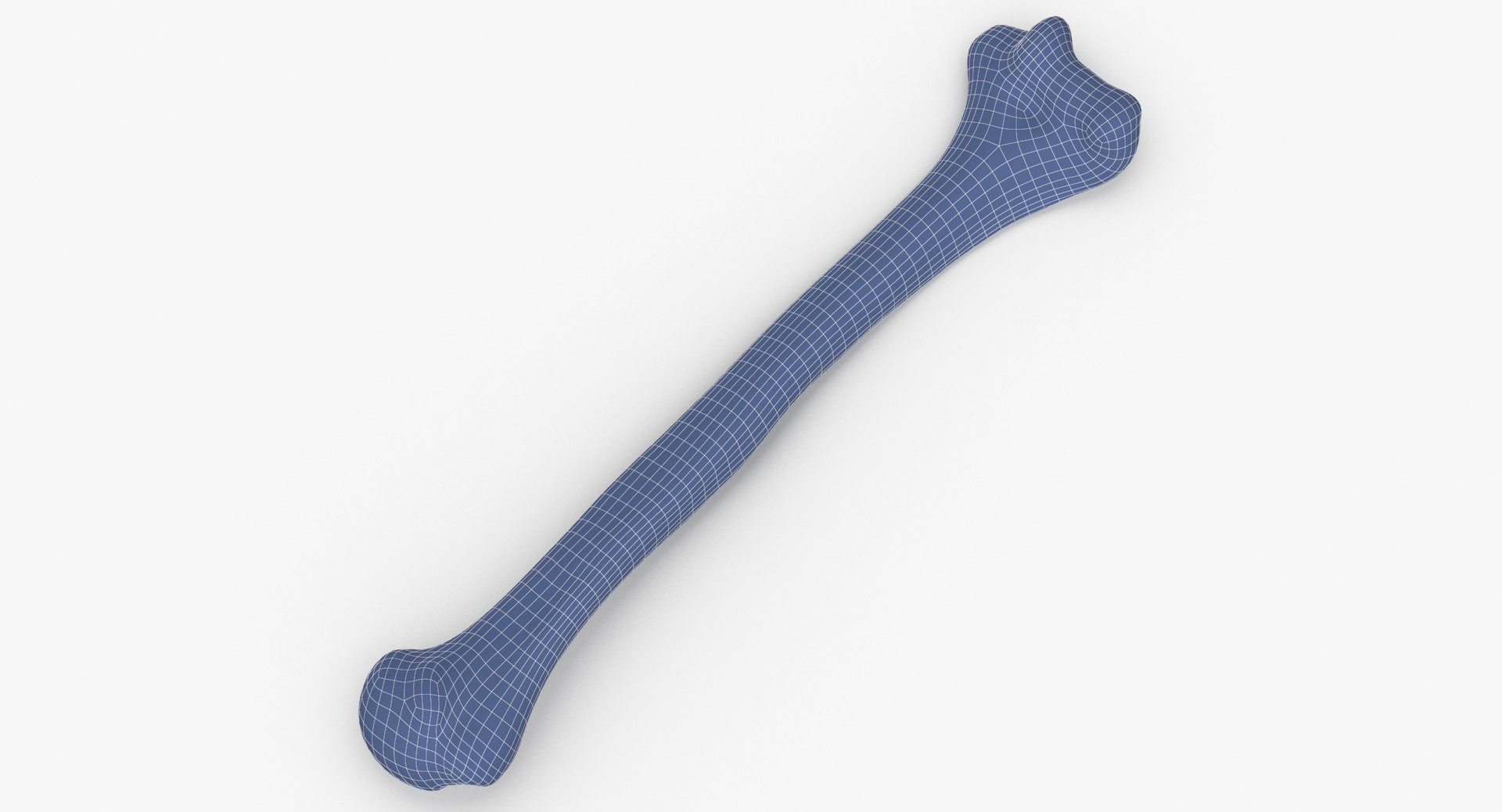 Human Humerus Bone 01 Model - TurboSquid 1539324