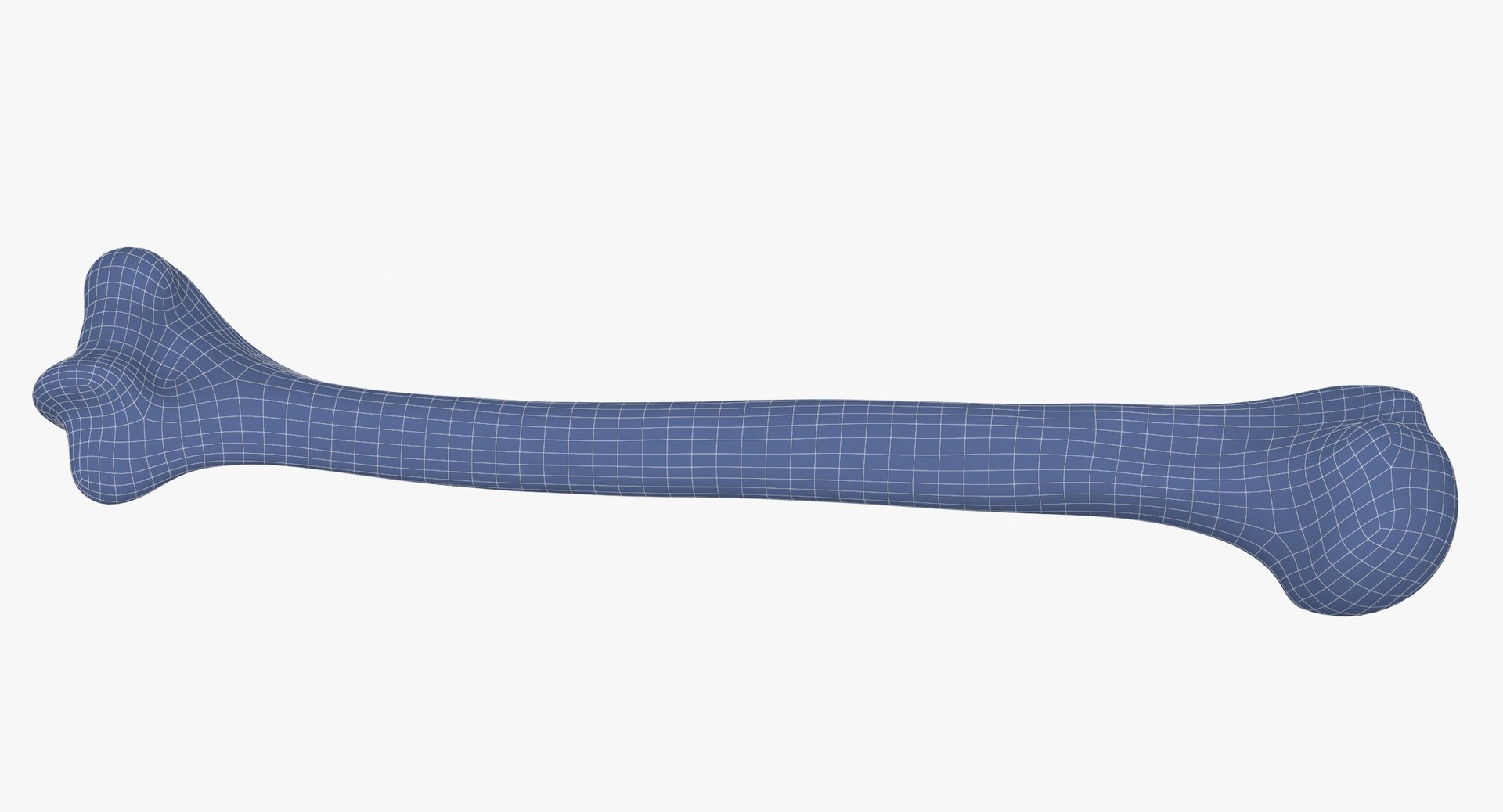 Human Humerus Bone 01 Model - TurboSquid 1539324