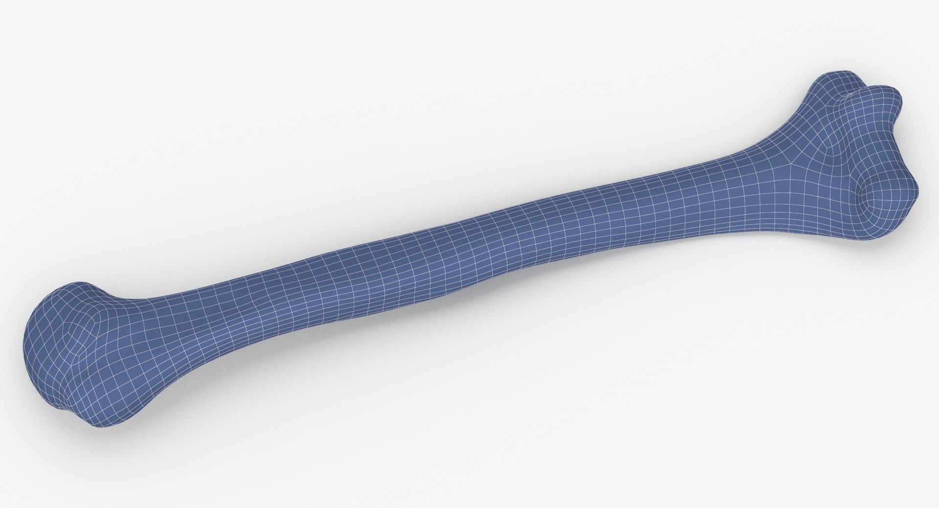 Human Humerus Bone 01 Model - TurboSquid 1539324