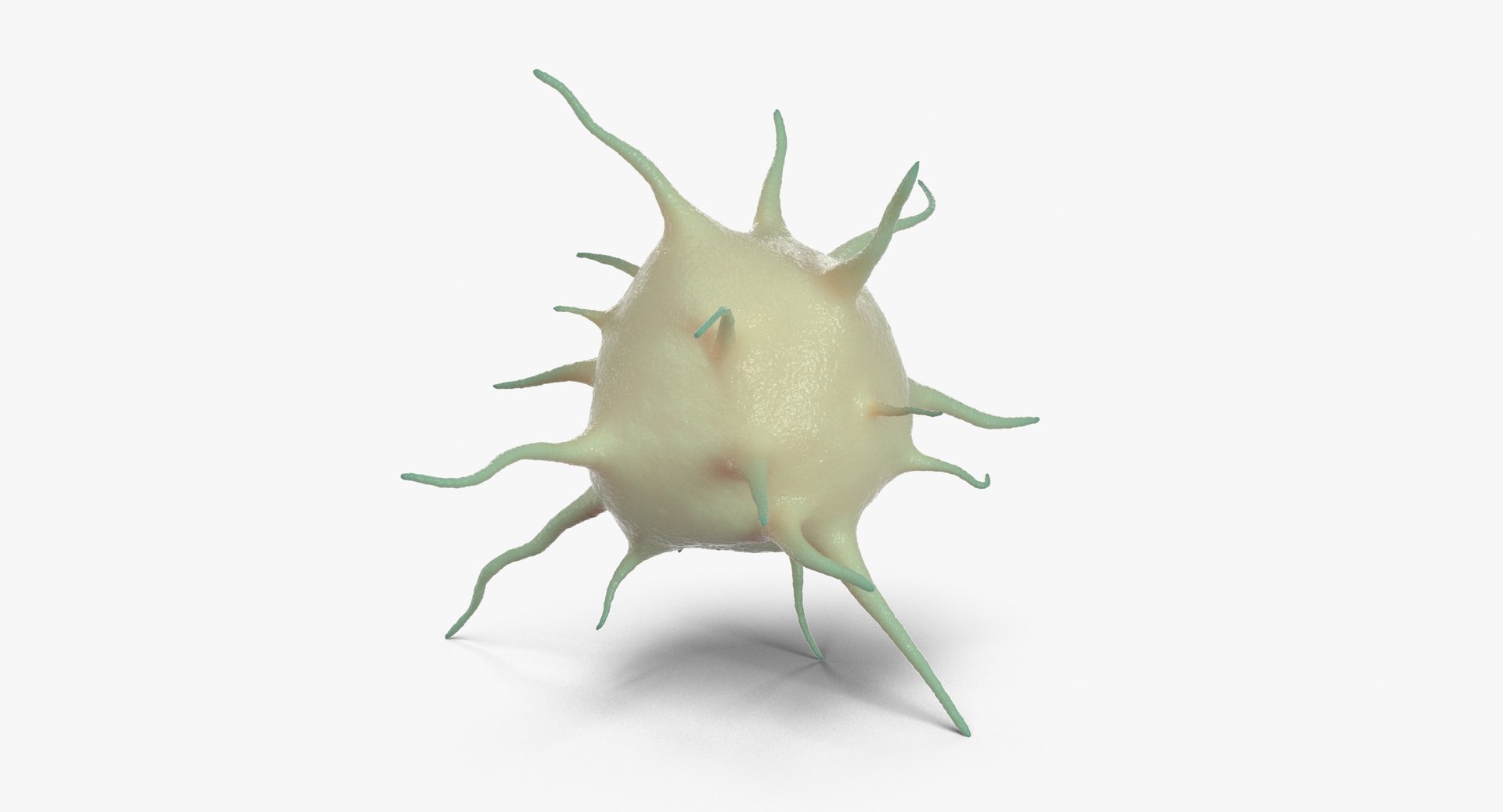 Platelet Thrombocyte 3 3D - TurboSquid 1396235