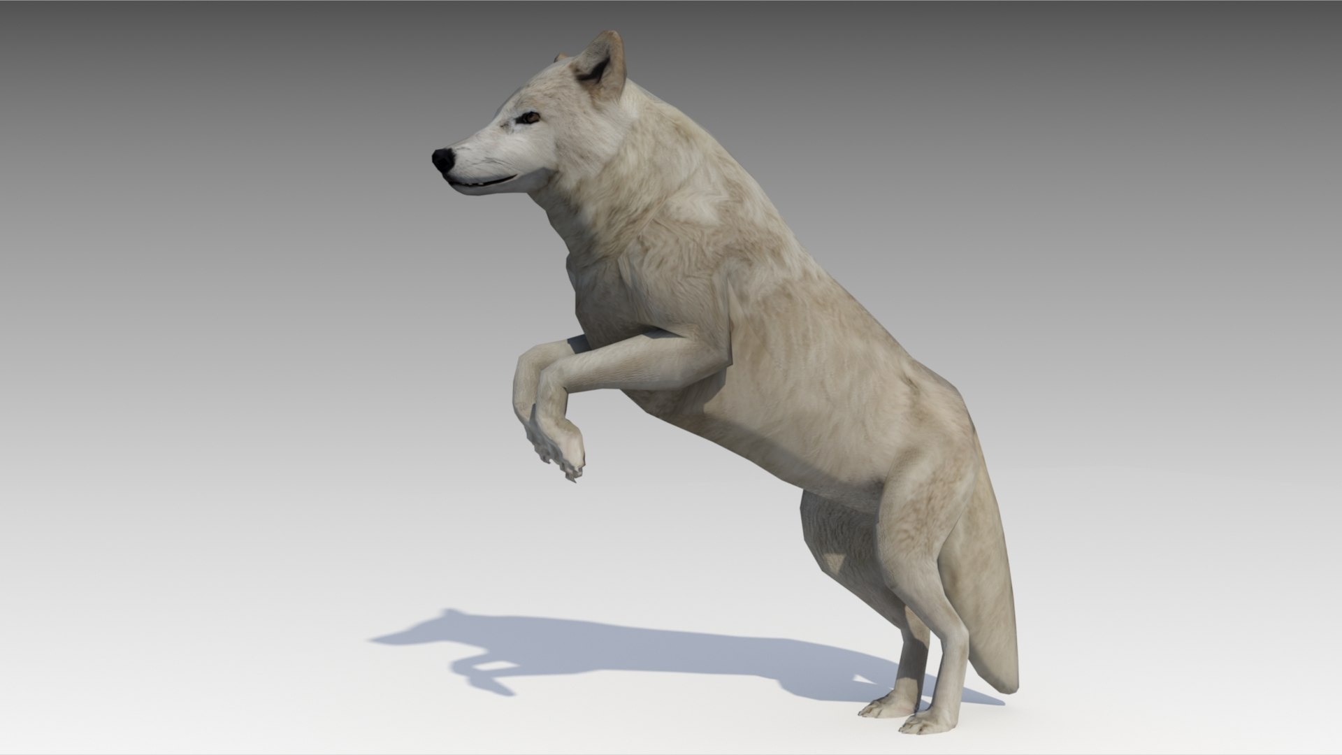 Arctic Wolf Model - TurboSquid 1213245