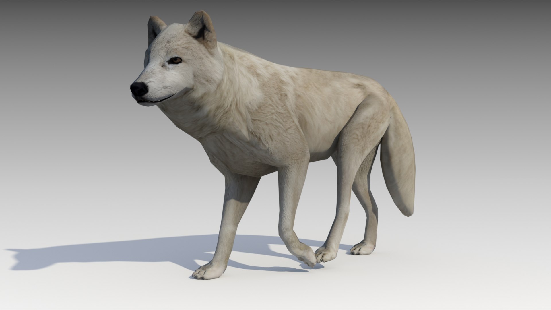 Arctic Wolf Model - TurboSquid 1213245