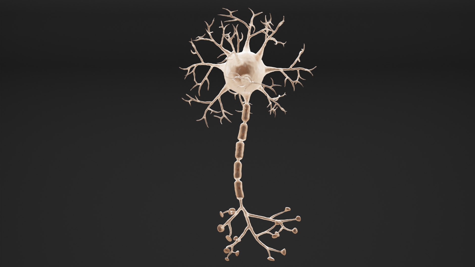 Neuron 3 3D Model - TurboSquid 1770268